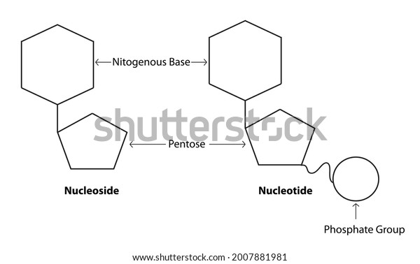 Common Chemical Anatomy Nucleoside Nucleotide Stock Vector (Royalty ...