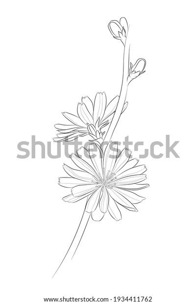 Common Chicory Black Outline Flower On Stock Vector (Royalty Free ...