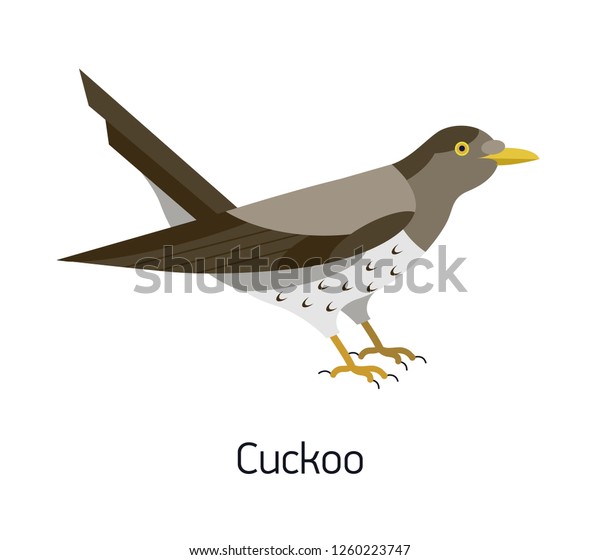 Common Cuckoo Isolated On White Background: vector de stock (libre de ...