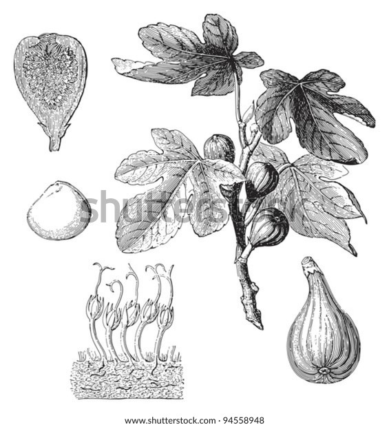 Common Fig Ficus Carica Vintage Illustration Stock Vector (Royalty Free ... Common Fig Ficus Carica Vintage Illustration Stock Vector (Royalty Free ...