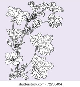Common Mallow Drawing Stock Vector (Royalty Free) 72983404 | Shutterstock