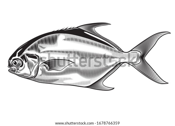 Common Pompano Fish Illustration Sea Fish Stock Vector (Royalty Free ...