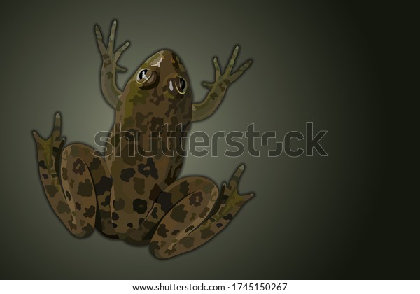 Common Water Frog Top View Realistic Stock Vector (Royalty Free ...