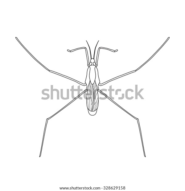 Common Water Strider Gerridae Gerris Lacustris Stock Vector (Royalty ...