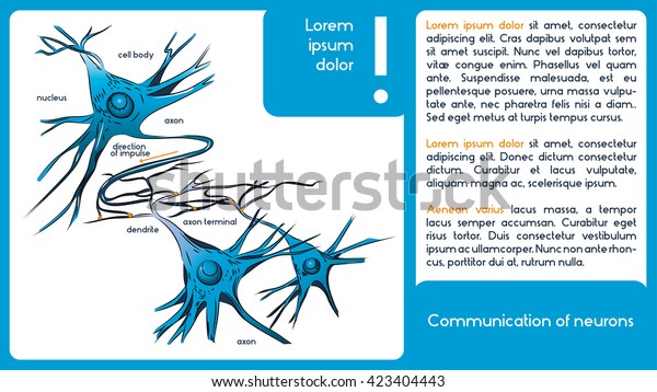 Communication Neurons 1 Diagram Neurons Only Stock Vector (Royalty Free ...