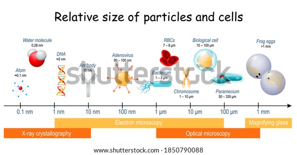 Vektor Stok Comparison Relative Size Particles Cells On (Tanpa Royalti ...