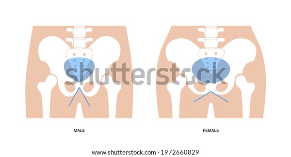 Comparison Structure Male Female Pelvis Anatomical Stock Vector