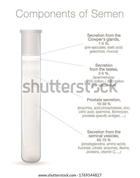 Components Semen Infographic Secretions Testes Prostate Stock Vector ...