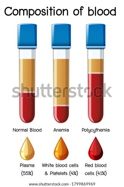 Composition Blood Diagram Illustration Stock Vector (Royalty Free ...