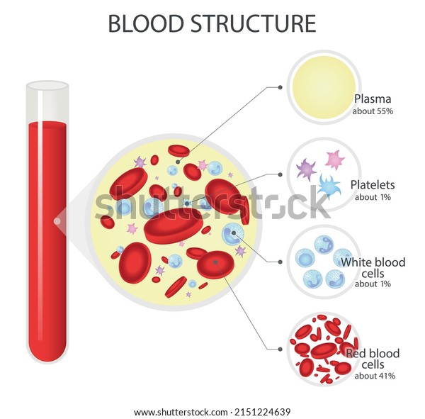 Composition Whole Blood Vector Diagram Blood: เวกเตอร์สต็อก (ปลอดค่า ...