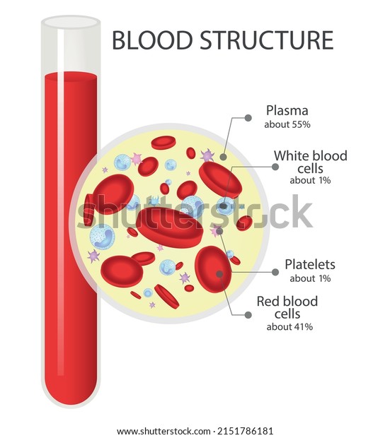 Composition Whole Blood Vector Diagram Blood 库存矢量图（免版税）2151786181 ...