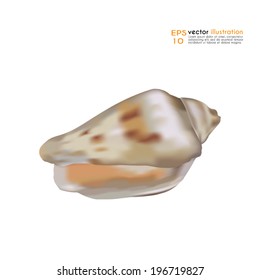 Cone Shell Vector Illustration Detailed Realistic: vector de stock ...
