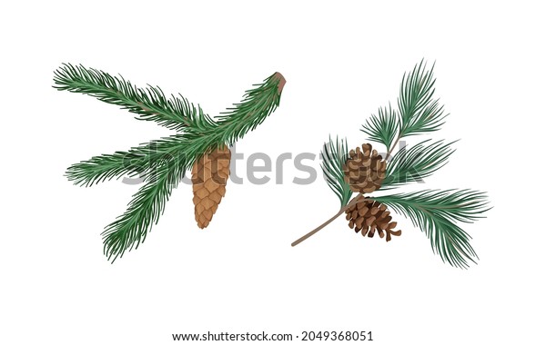 16 Parts of a woody twig 스톡 일러스트, 이미지 및 벡터 | Shutterstock