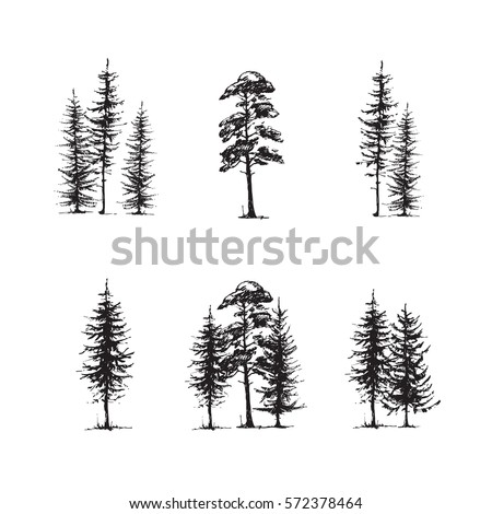 Conifers Sketch Set Hand Drawing Graphic Stock Vector (Royalty Free ...