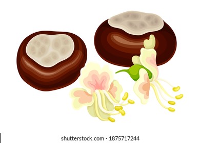 524 Conkers illustration Images, Stock Photos & Vectors | Shutterstock