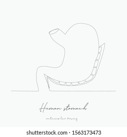 Continuous Line Drawing Human Stomach Simple Stock Vector (Royalty Free ...
