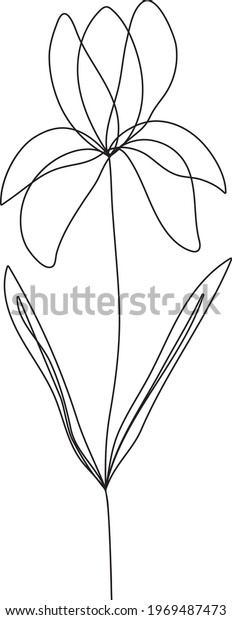 Continuous Line Iris Floral Drawing Irideae Stock Vector (Royalty Free ...