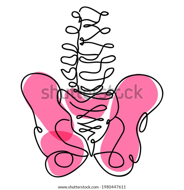 Continuous Line Realistic Drawing Hip Bone Stock Vector (Royalty Free ...