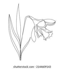 Vektor Stok Continuous One Line Drawing Narcissus Vector (Tanpa Royalti ...