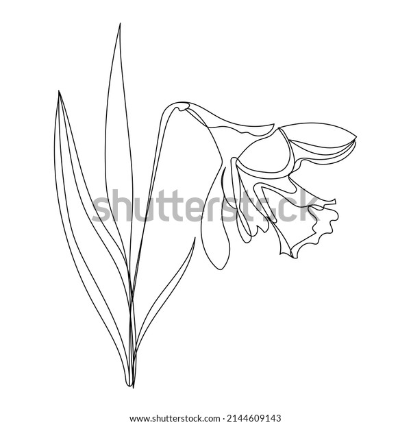 Vektor Stok Continuous One Line Drawing Narcissus Vector (Tanpa Royalti ...