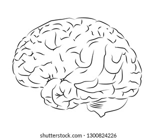 Hand Drawn Human Brain Vector Illustration Stock Vector (Royalty Free ...