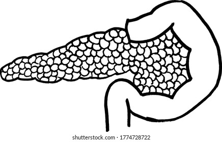 Contour Vector Outline Drawing Human Pancreas Stock Vector (Royalty ...