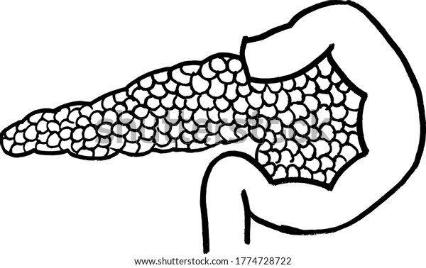 Contour Vector Outline Drawing Human Pancreas Stock Vector (Royalty ...