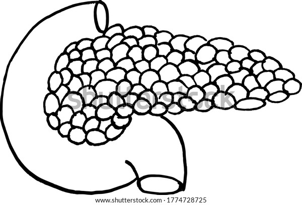 Contour Vector Outline Drawing Human Pancreas Stock Vector (Royalty ...