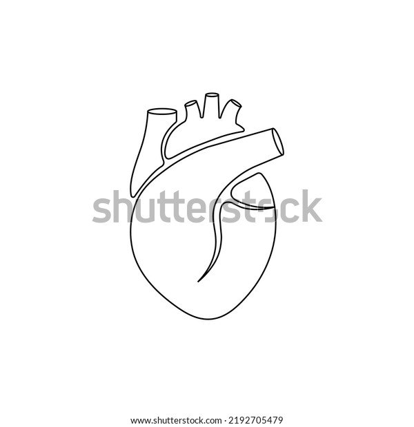Contours Human Heart Topic Anatomy Heart Stock Vector (Royalty Free ...