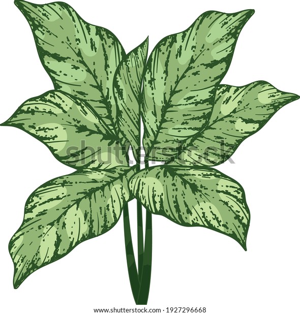 Cootagecore Plant Drawing Illustration Vector Stock Vector (Royalty ...