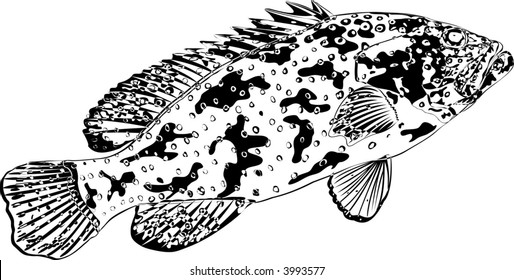 478 Grouper Fish Drawing Images, Stock Photos & Vectors | Shutterstock
