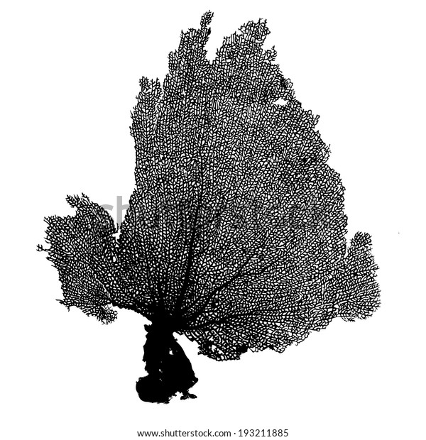 Coral Sea Fan E Vector Illustration Stock Vector (Royalty Free ...