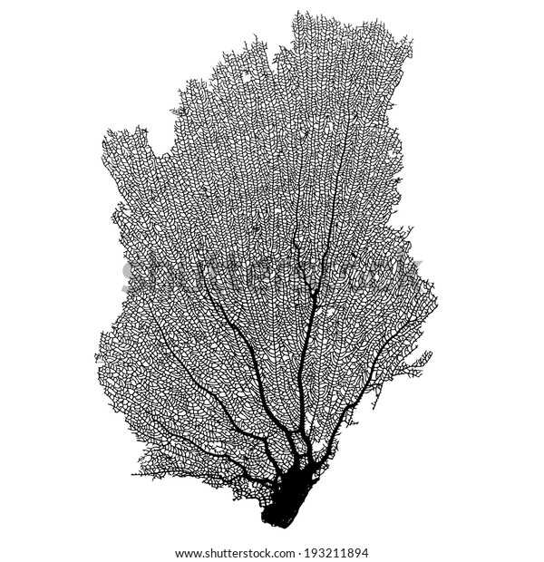 Coral Sea Fan G Vector Illustration Stock Vector (Royalty Free ...