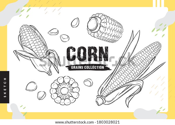 Corn Hand Drawn Sketches Grains Collection Stock Vector (Royalty Free ...
