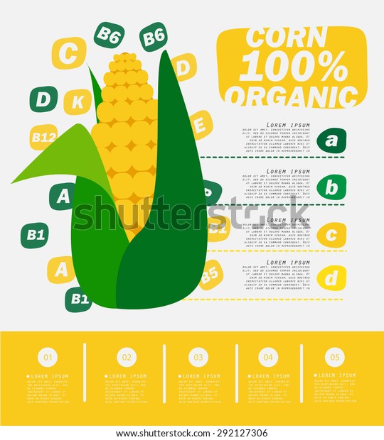 Corn Infographics Vegetables Vector Illustration Stock Vector (Royalty ...