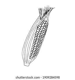 Corn Leaves Vector Illustration Hand Drawing Stock Vector (Royalty Free ...