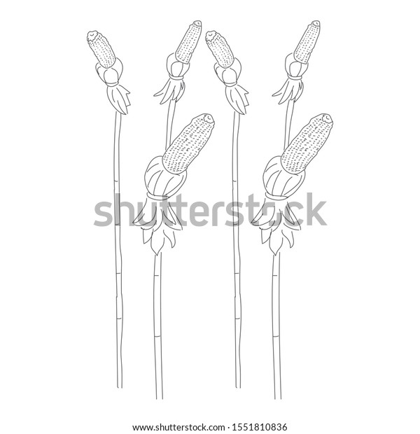 Corn Line Art Illustration Hand Drawn Stock Vector (Royalty Free ...