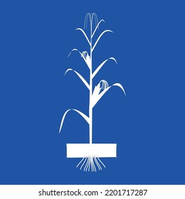 Corn Maize Farming Botany Grain Cob Stock Vector (Royalty Free ...