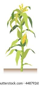 Corn Plant Stock Vector (Royalty Free) 448792651 | Shutterstock