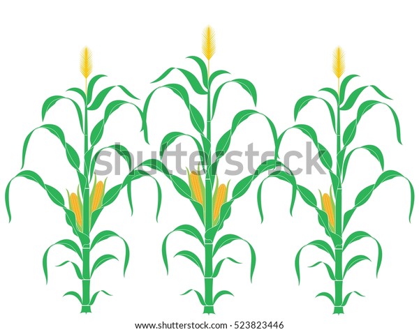 Corn Plant Abstract Corn Stalk On Stock Vector (Royalty Free) 523823446
