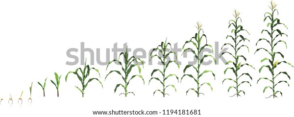 Corn Plant Growth Stages Stock Vector (Royalty Free) 1194181681 ...