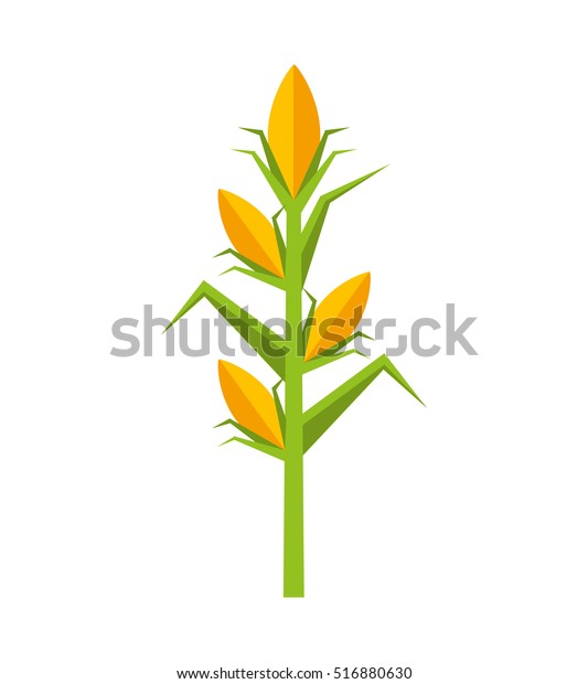 Corn Plant Isolated Icon Vector Illustration Stock Vector (Royalty Free ...