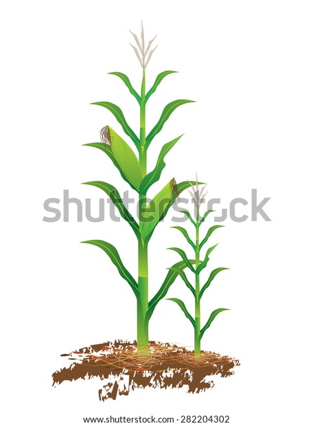 Corn Plant Vector Design Stock Vector (Royalty Free) 282204302 ...