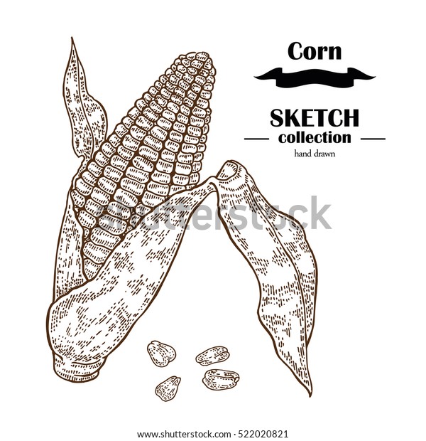 Corn Sketch Hand Drawn Maize Plant Stock Vector (Royalty Free ...