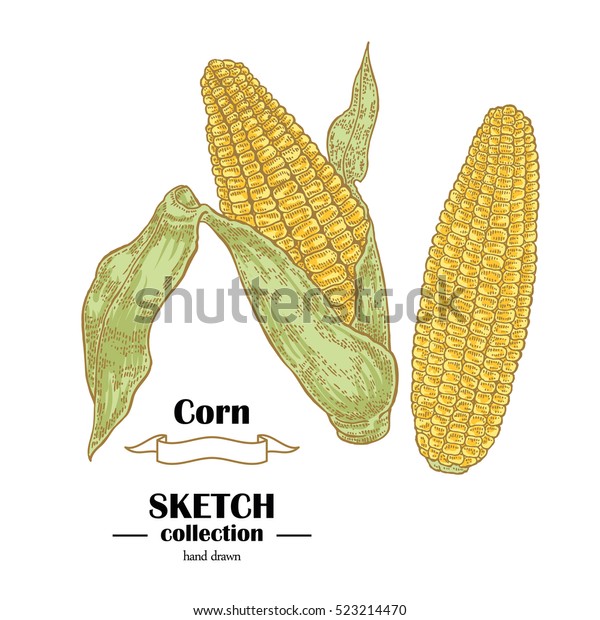 Corn Sketch Hand Drawn Maize Plant Stock Vector (Royalty Free ...