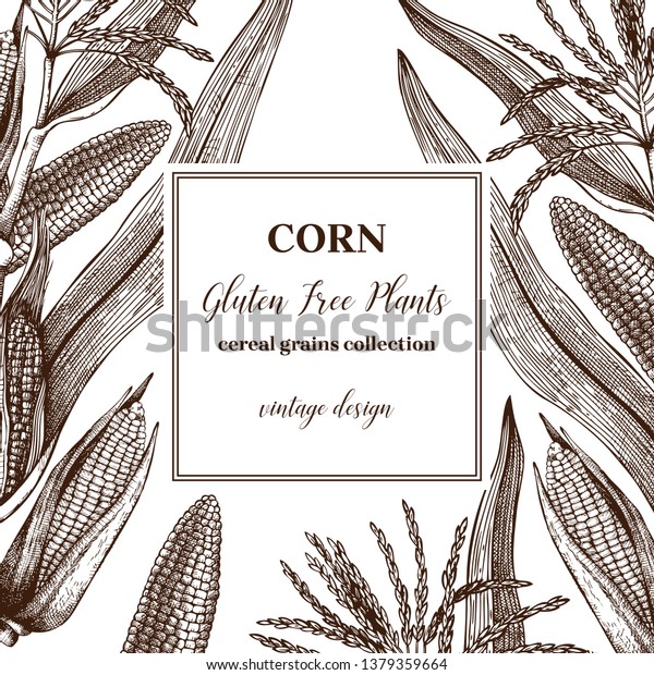Corn Vector Design Hand Drawn Maize Stock Vector (Royalty Free ...