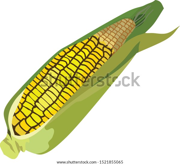 Corn Vegetable Food Vector Illustration Stock Vector (Royalty Free ...