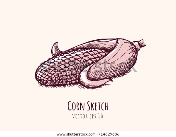 Corn Vintage Pencil Sketch Drawing Vector Stock Vector (Royalty Free ...