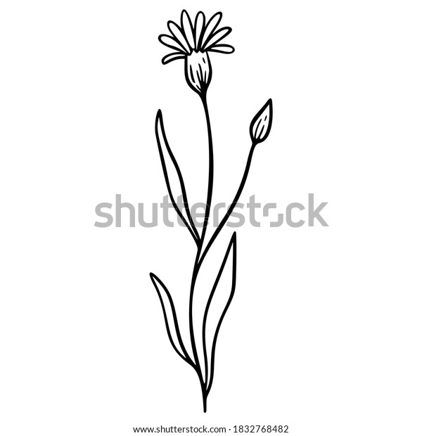 Cornflower Outline Hand Drawn Logo Element Stock Vector (Royalty Free ...