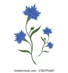 Cornflower Vector Illustration Blue Wildflowers Stock Vector (Royalty Free) 1782791687 ...